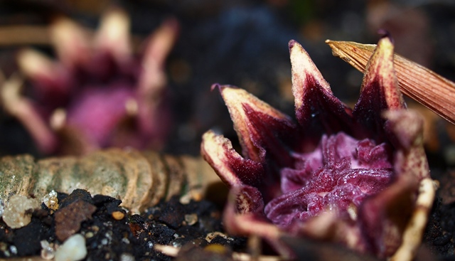 Keep the aspidistra flowering