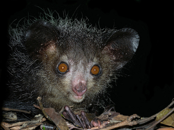 Let's Talk Primates: 2014