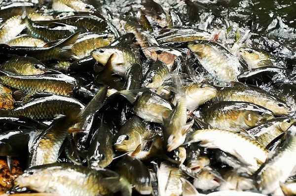 Benefit and How to Cultivated Semah Fish.
