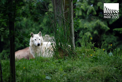 Saving Washington Wolves