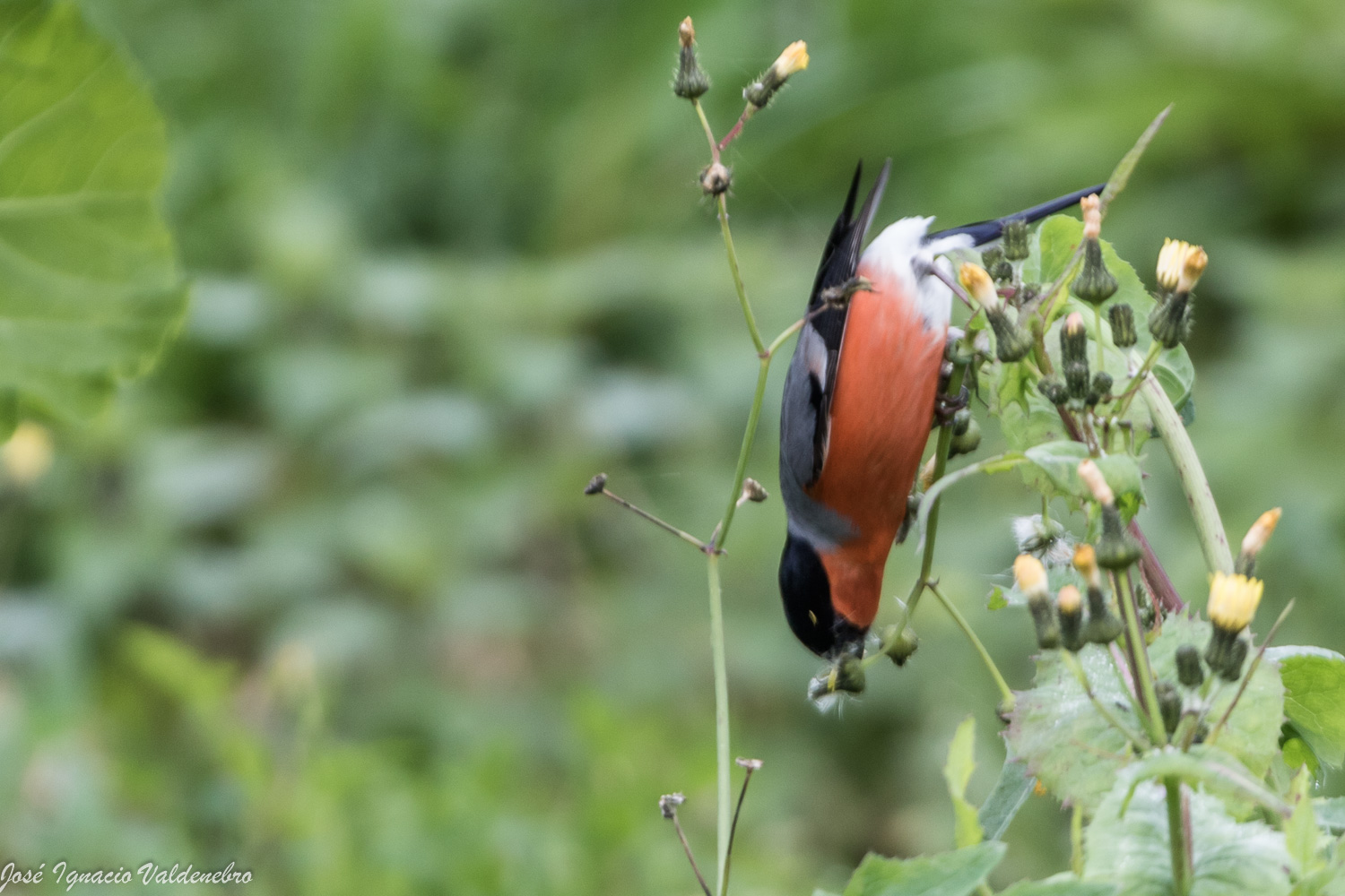 DocNatureBlog: Colorín, colorado, éste pájaro me ha encantado ...