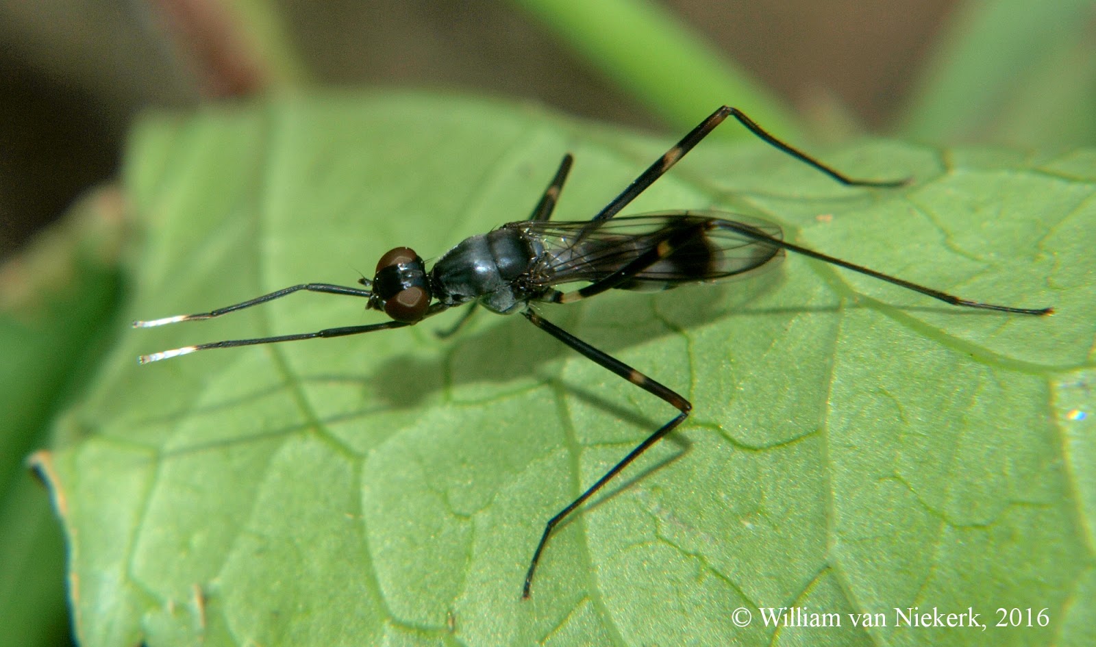 Zambian Wildlife and Bletherings therein: The Stilt-Legged Flies ...