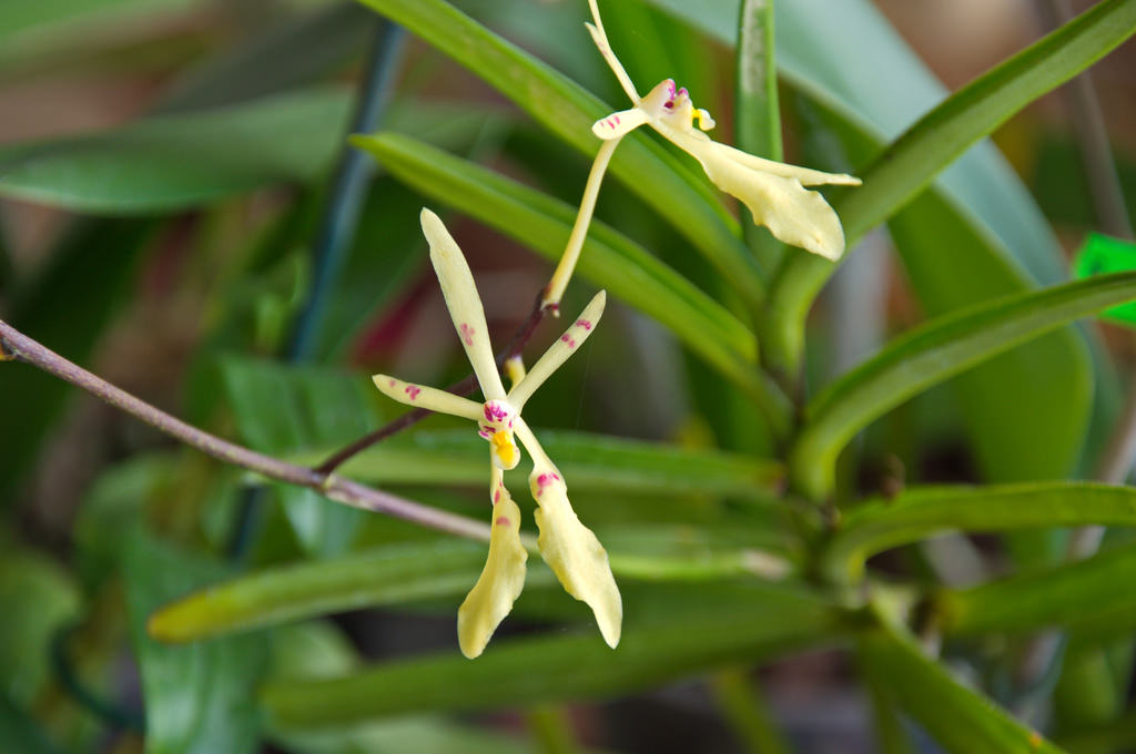 Renanthera citrina care and culture | Travaldo's blog
