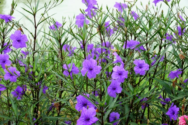 Nursery Bunga Kak Ani: Pokok Bunga Ruella Simplex atau Purple Shower