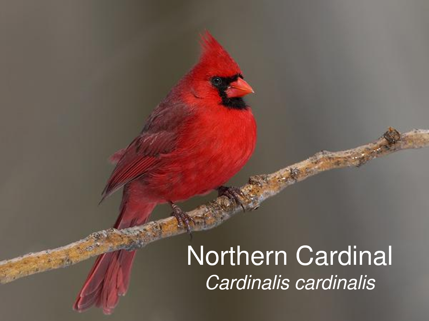 Northern Cardinal