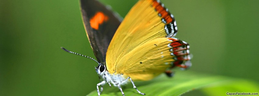 20 Buenas Portadas de Insectos - Portadas Facebook (XXXI) - Funeek ...