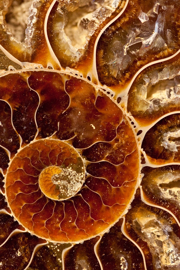 Las Fotos Mas Alucinantes: Ammonite