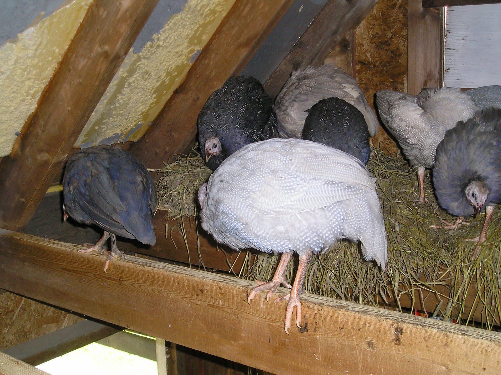 Franklin County (PA) Gardeners: Roosting - Guineas Part 8