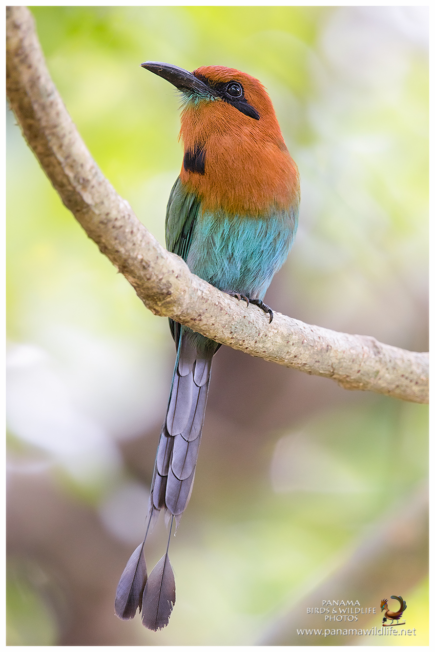 Panama bird species #1002: White-faced Ibis (Plegadis chihi), and then ...