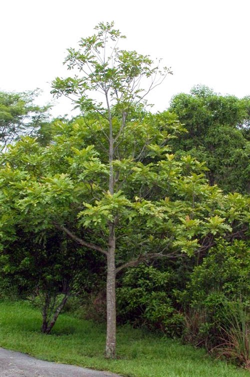 Reforestation and the Medicinal Uses of Trees -Liliana Usvat Research ...