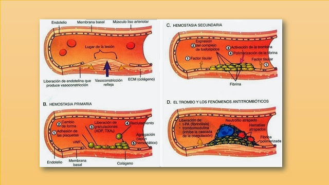 Fisiología Medica : Cascada de la Coagulación. El proceso de ...