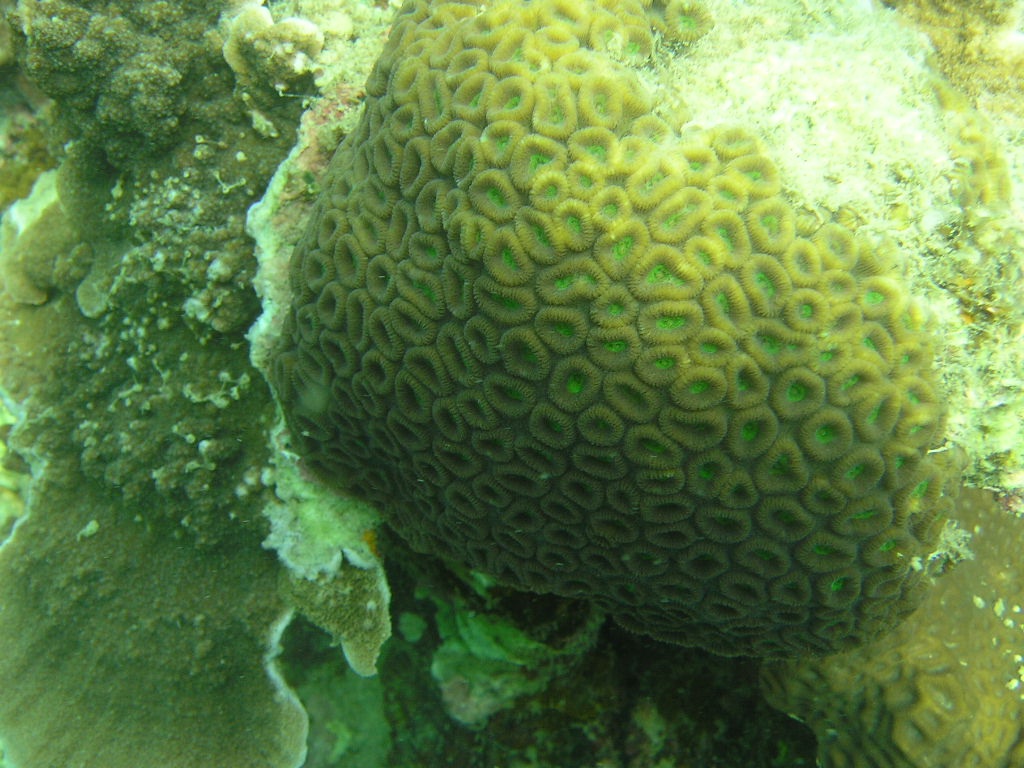 Jenis-Jenis Terumbu Karang: Favia lizardensis