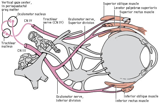 Notez On Nursing....: Cranial Nerve III.....