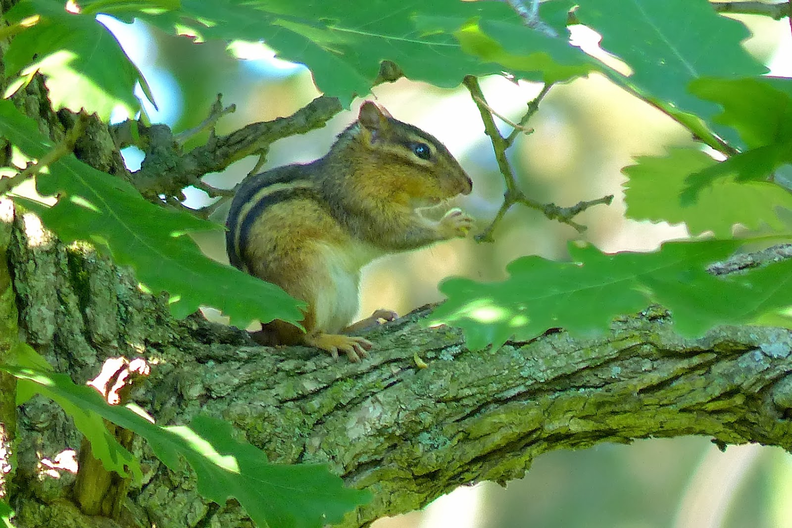 Vestal Grove: WINTER REVIEW - 2013 in photos - animal edition