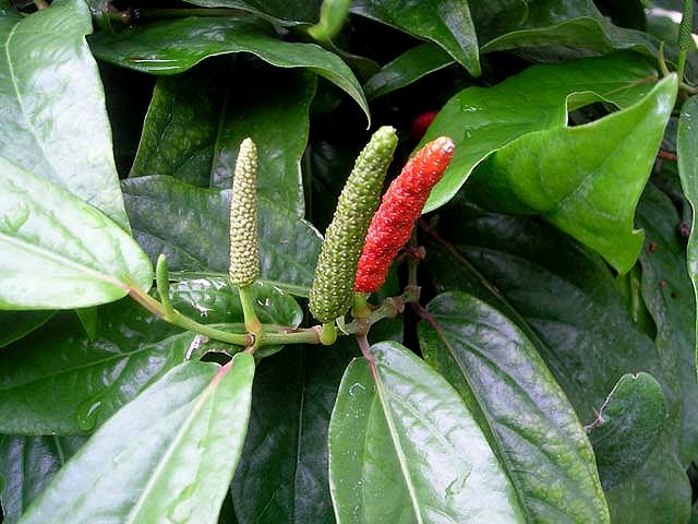 Au coeur d'une vie...: Poivre long