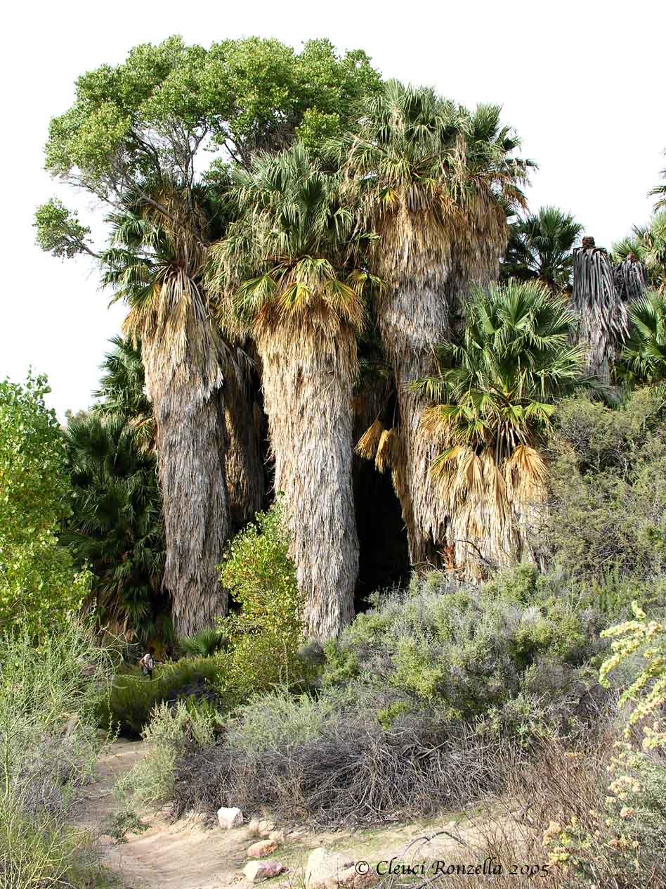 TURISMO – JOSHUA TREE NATIONAL PARK – CALIFORNIA – USA | PEGUESTRADA