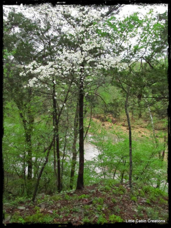 "MAKE DO DOLLS": The Dogwood-Missouri's State Tree