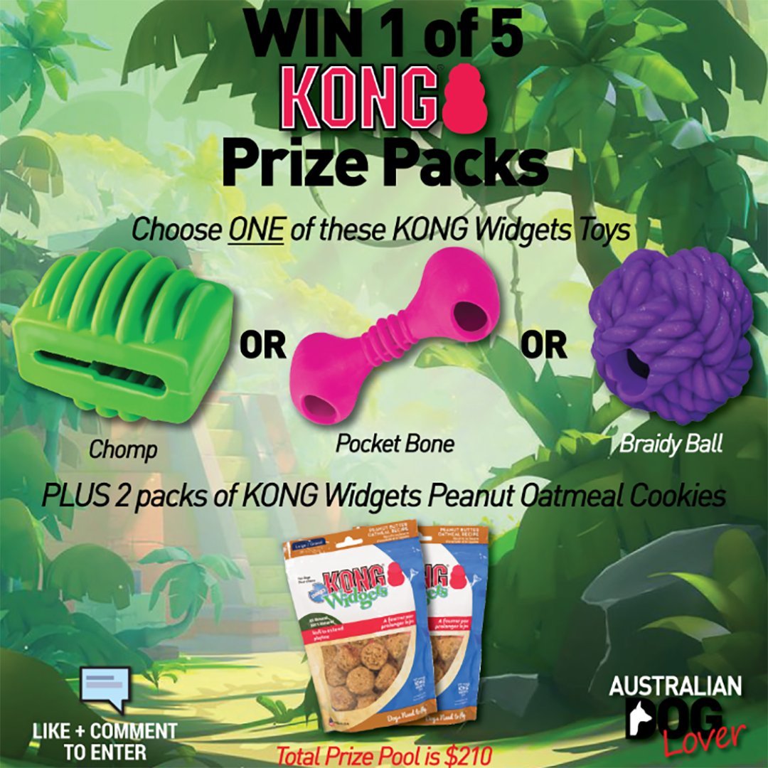 KONG Widgets Toys & Treats Competition | Australian Dog Lover