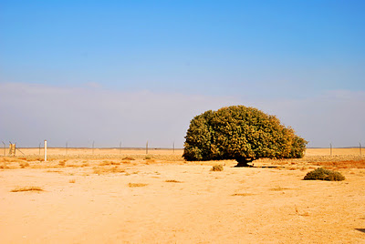 The Only Living Sahabi Tree
