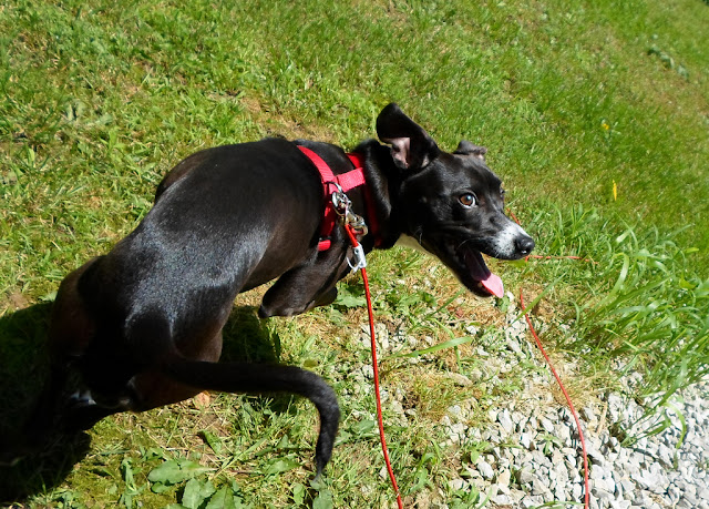 Musings of a Biologist and Dog Lover: June 2013