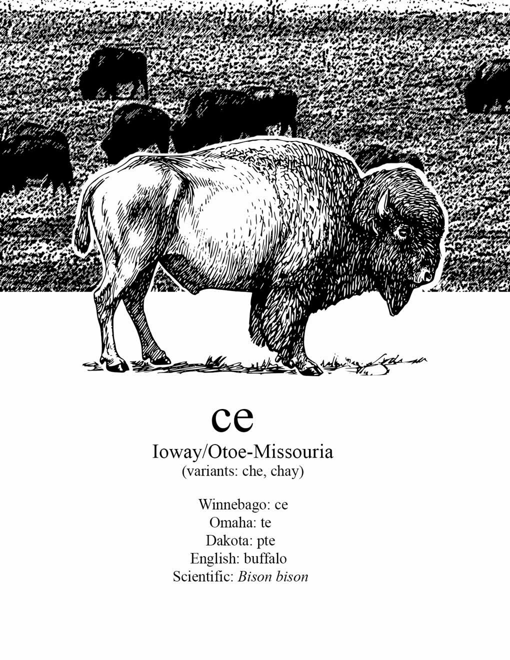 Nemaha: Ioway Clan Animals: Black Bear and Buffalo
