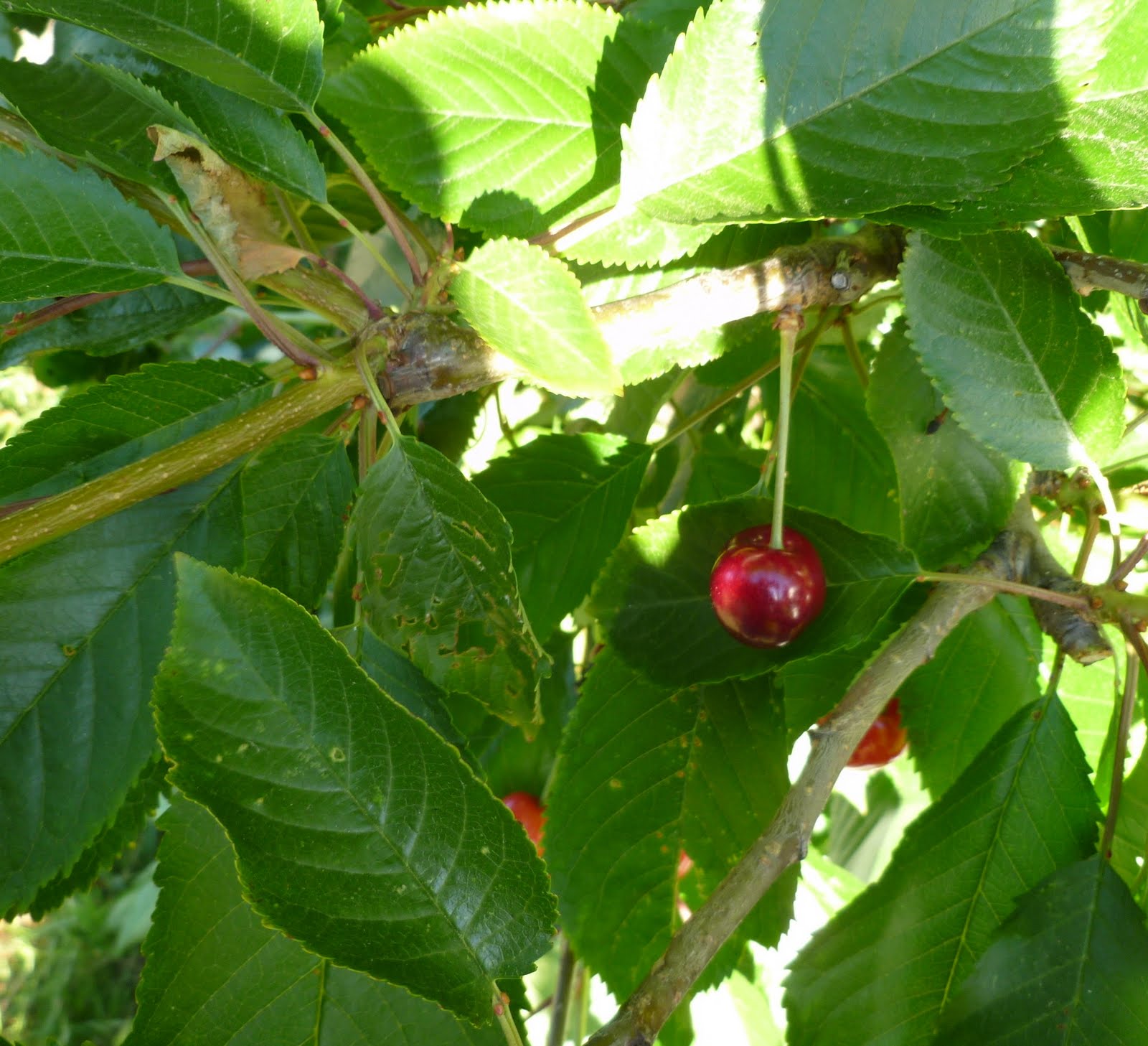 Daniel's Pacific NW Garden: Pruning Sweet Cherries for Backyard Orchard ...