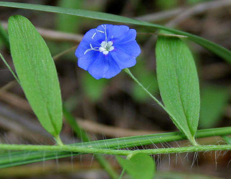 MEDICINAL PLANTS OF DWARKA: Evolvulus alsinoides (Dwarf Morning Glory)