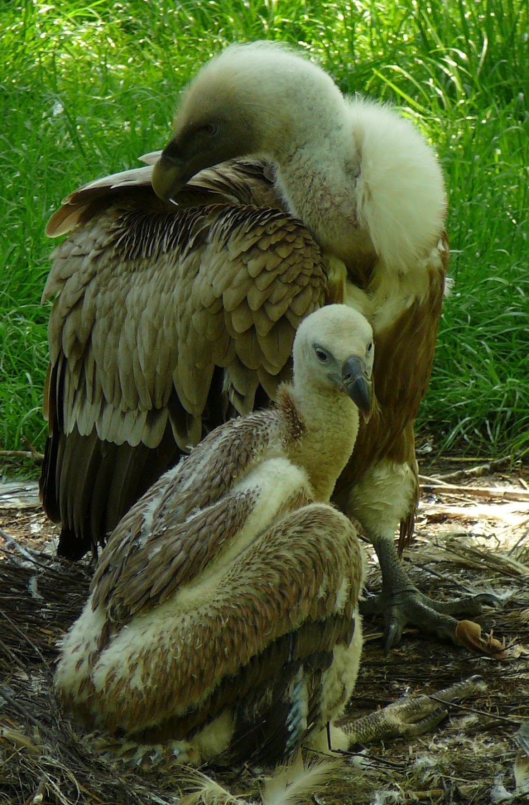 Fascinated by Vultures: 45 days old Eurasian Griffon Vulture chick