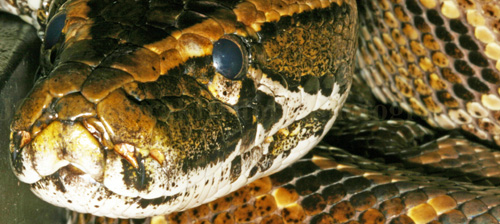 Serpent Research: Invasive Giant Constricting Snakes, News and Comments ...