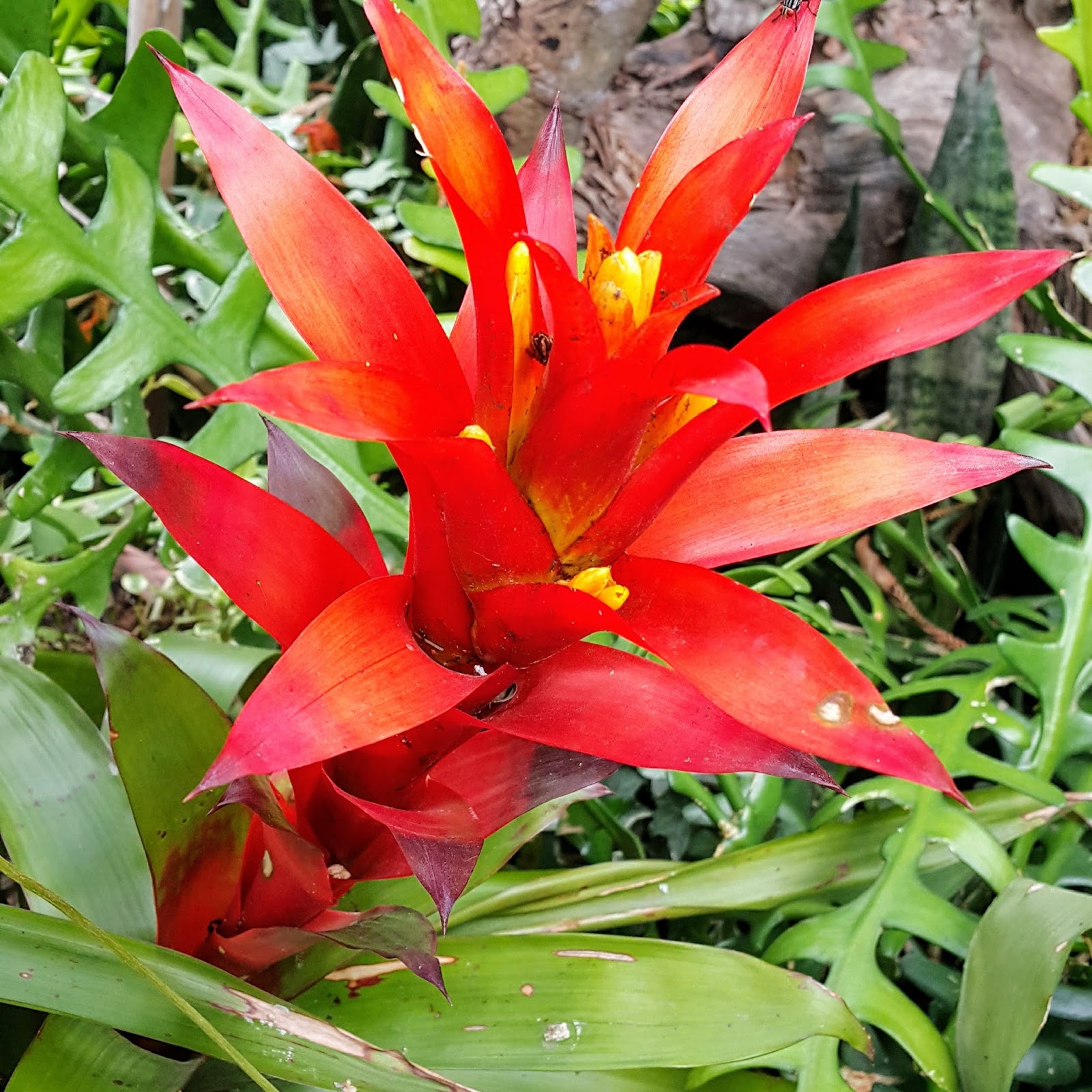 "Verdade//aspas" : 👪 Bromeliaceae (Guzmania lingulata)