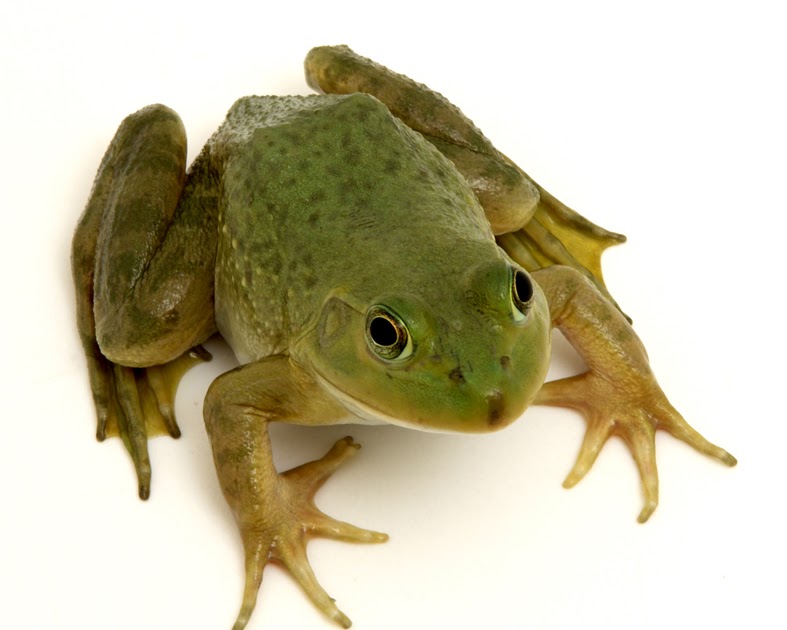 Chuva Ácida: A barba do sapo barbudo