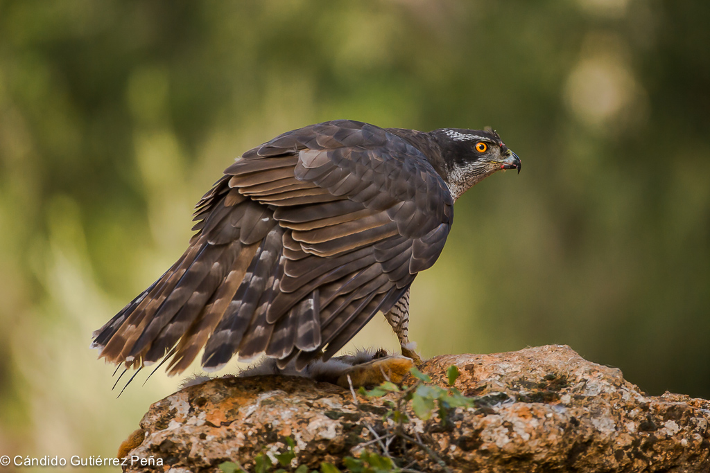 AZOR COMUN - Accipiter Gentilis | Observatorio de la Naturaleza