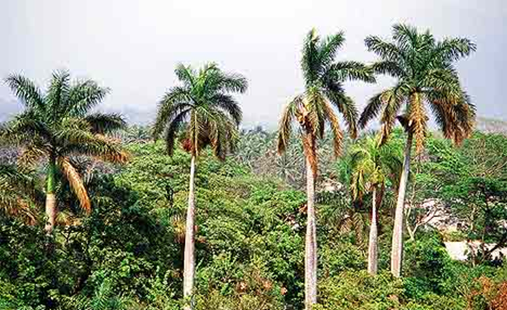 HISTORIA DEL ARTE GUATEMALTECO: FOLKLORE ESCUINTLA