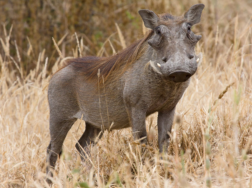 Warthog | The Biggest Animals Kingdom
