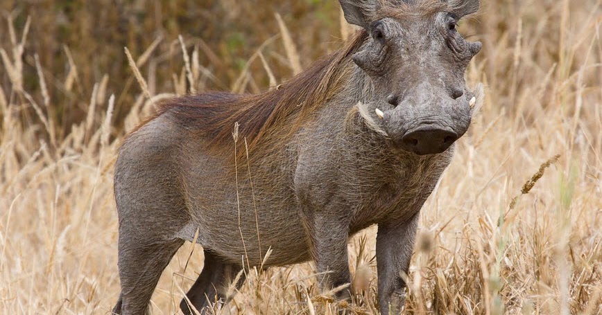 Warthog | The Biggest Animals Kingdom