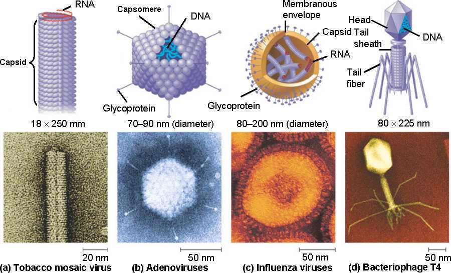 Biologi itu Menyenangkan: VIRUS