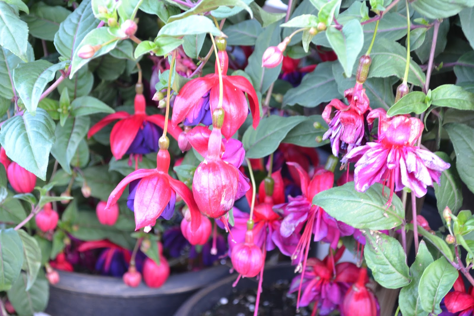 My Painted Garden: Painting Fuchsias
