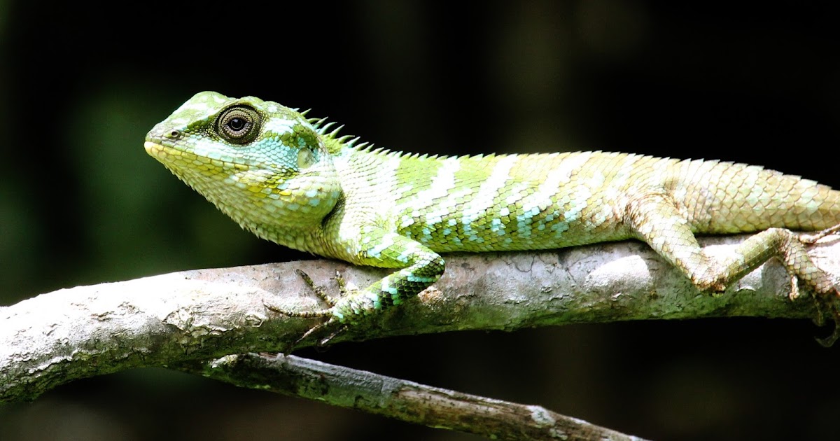 Lanka Nature Summary: Pethiyagoda’s Crestless Lizard (Calotes pethiyagodai)