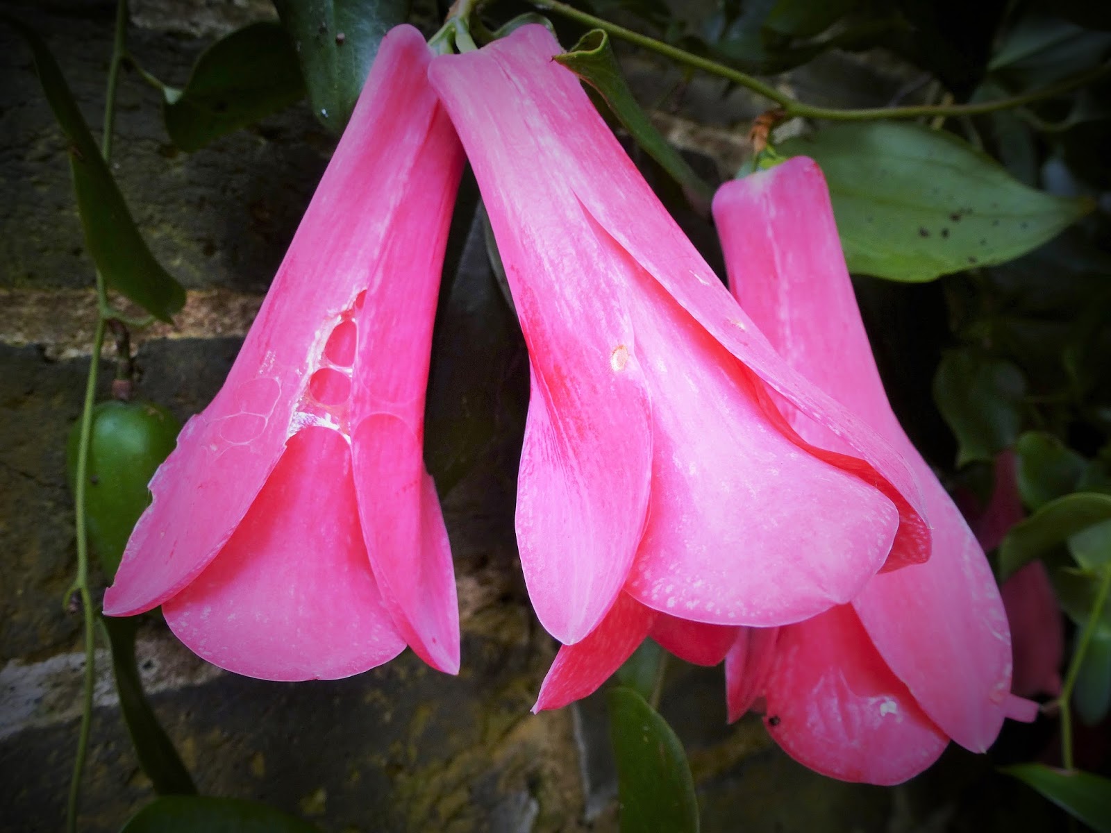 Fernando Ruz: Plantas nativas de Chile: Copihue (Lapageria rosea)