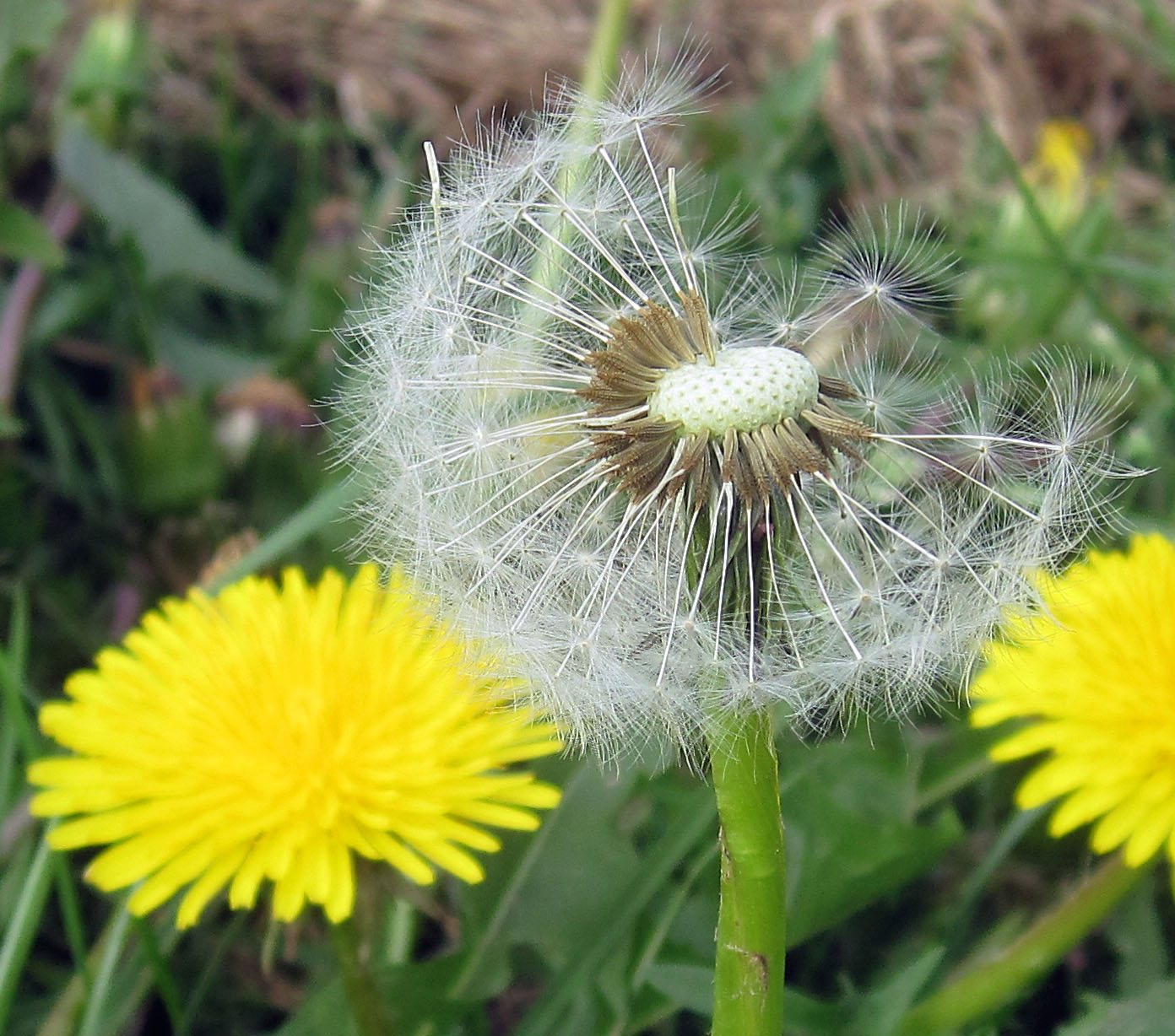 Dandelions | Naturally
