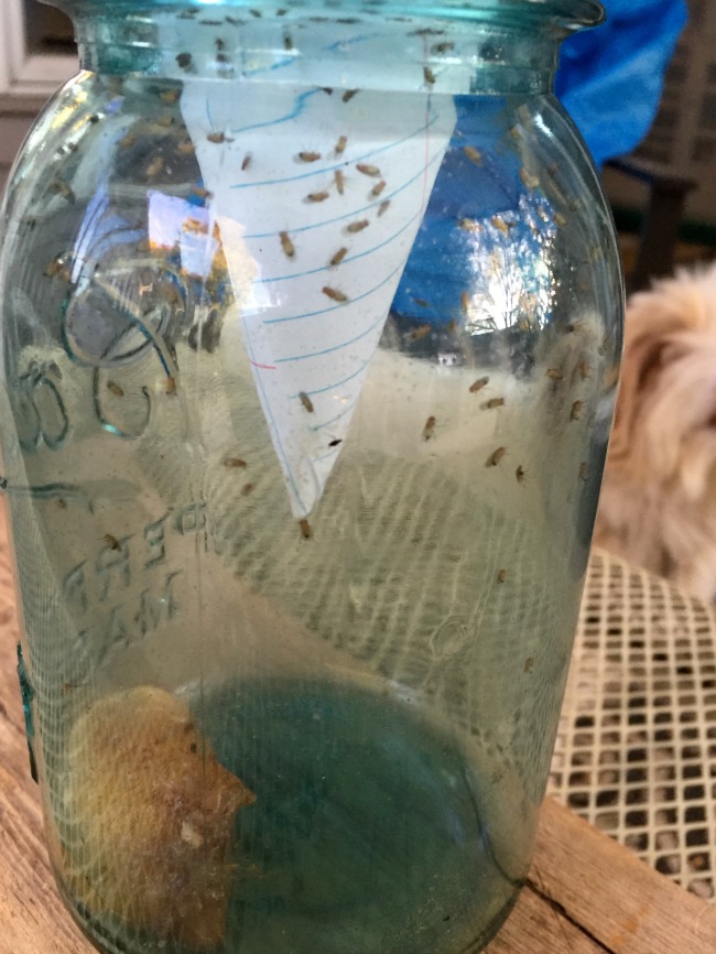 A Fruit Fly Trap that Works!