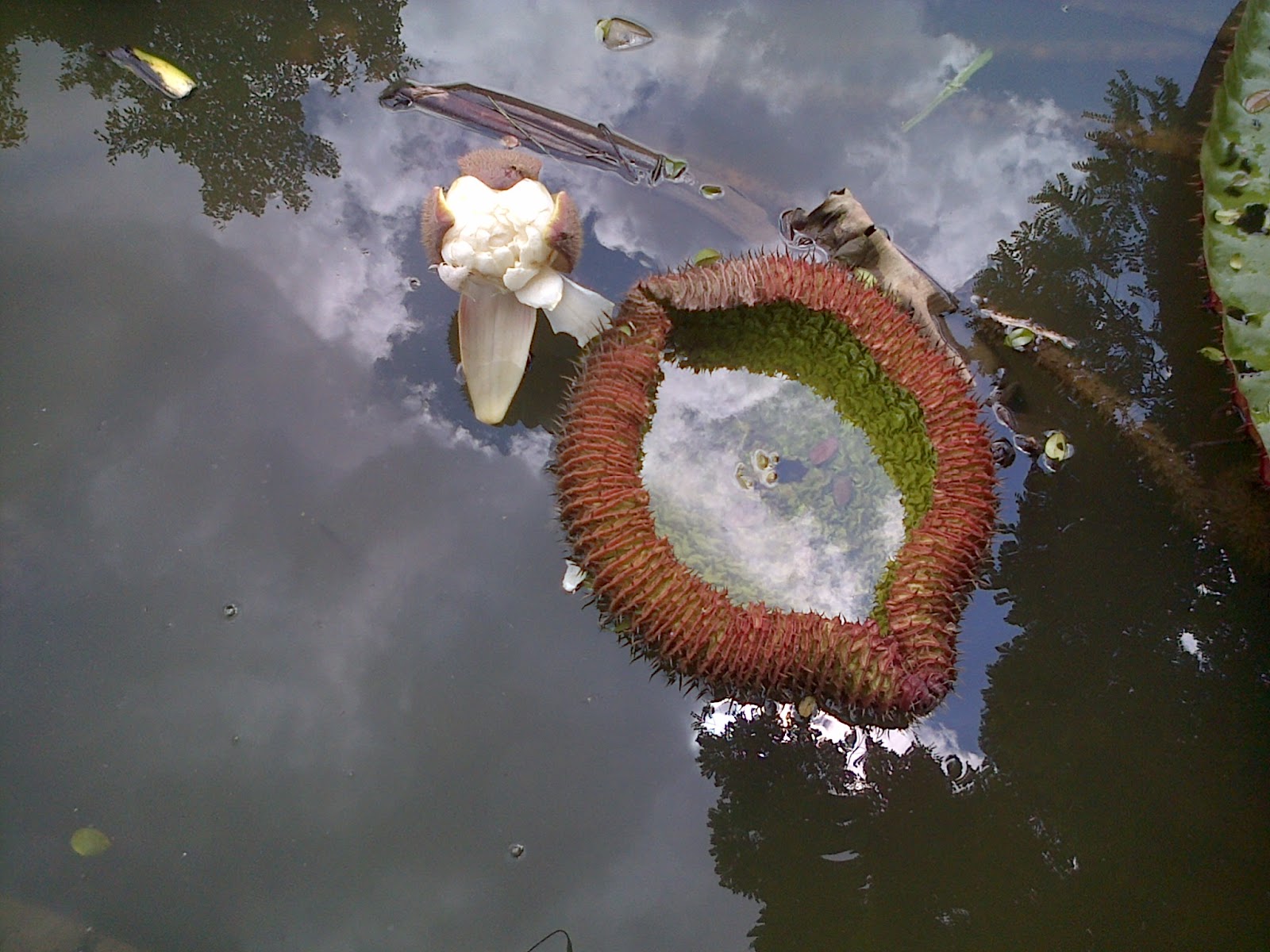 Home Bilqis Haura Consultant: Asyiknya Melihat "Teratai Raksasa" di ...