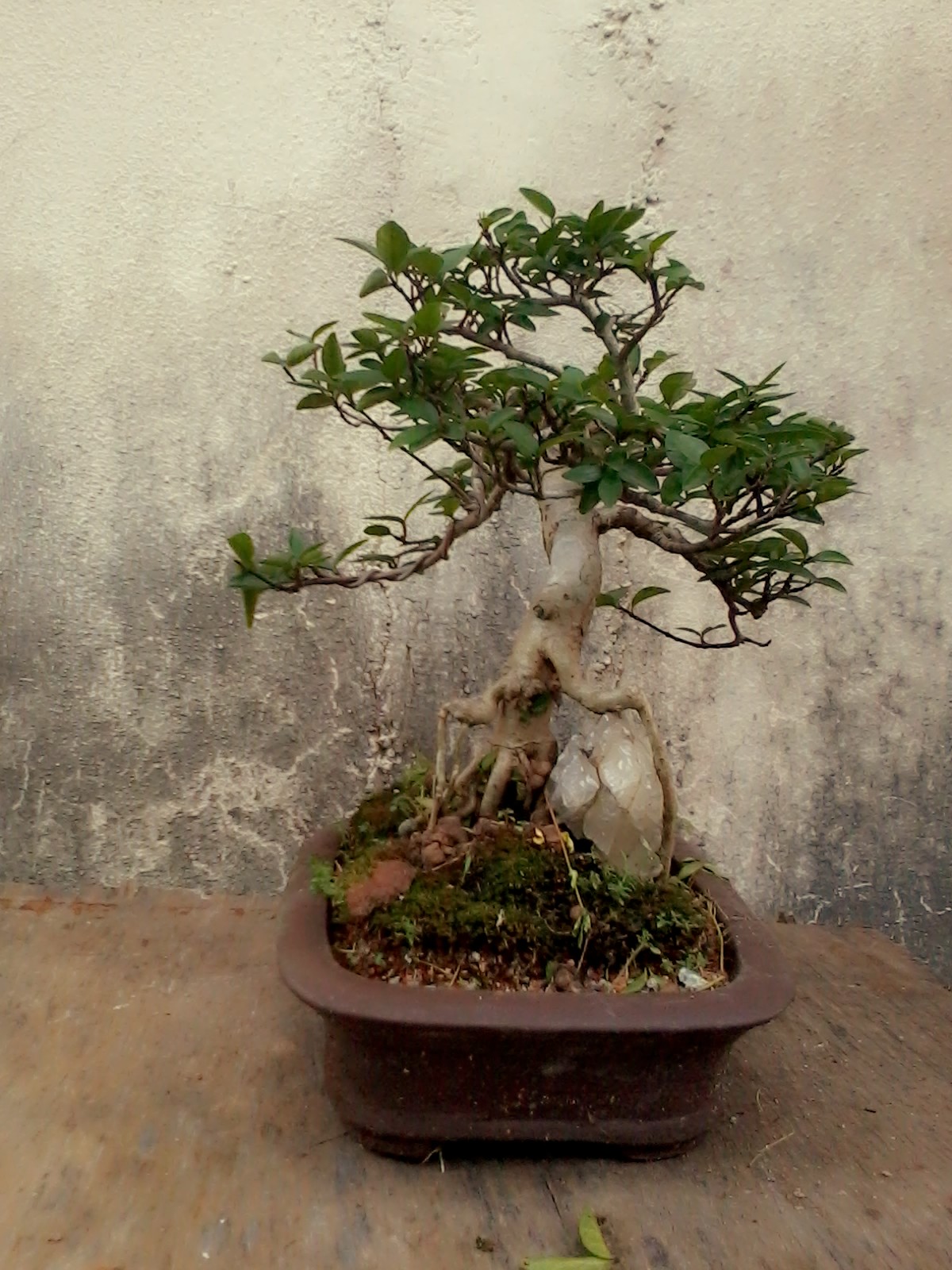 // Pokok Bonsai