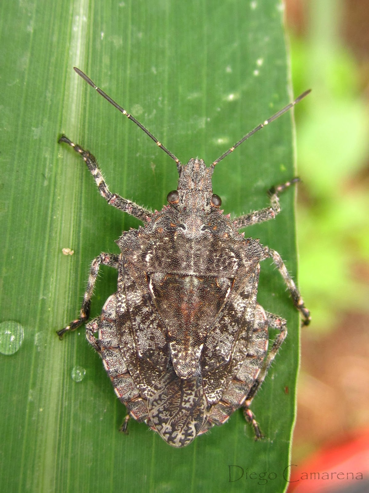 Fotografías de naturaleza: Insectos del parque Eca do Queiros