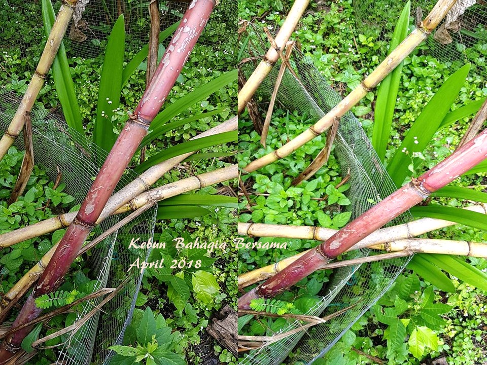 Kebun Bahagia Bersama: Tebu Muda Merah Tukar Kuning