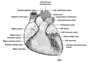 Amazing Anatomy Blog: The Heart Dissection Lab