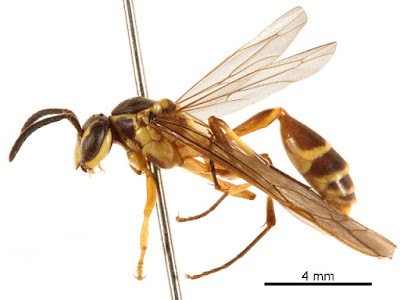 Variety of Life: Polistinae