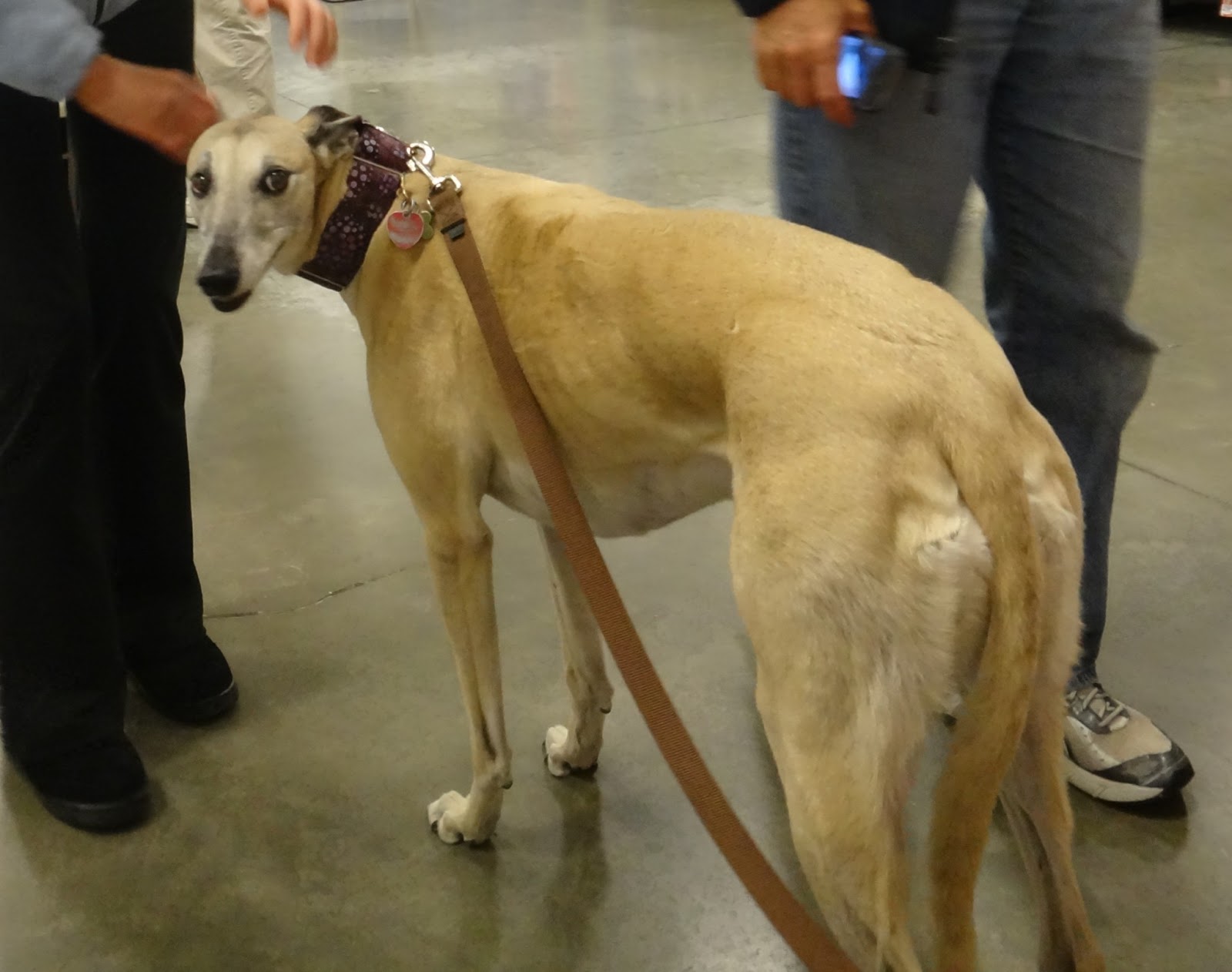 Northern Lights Greyhound Adoption Dog Blog: NLGA Photo Roundup ...