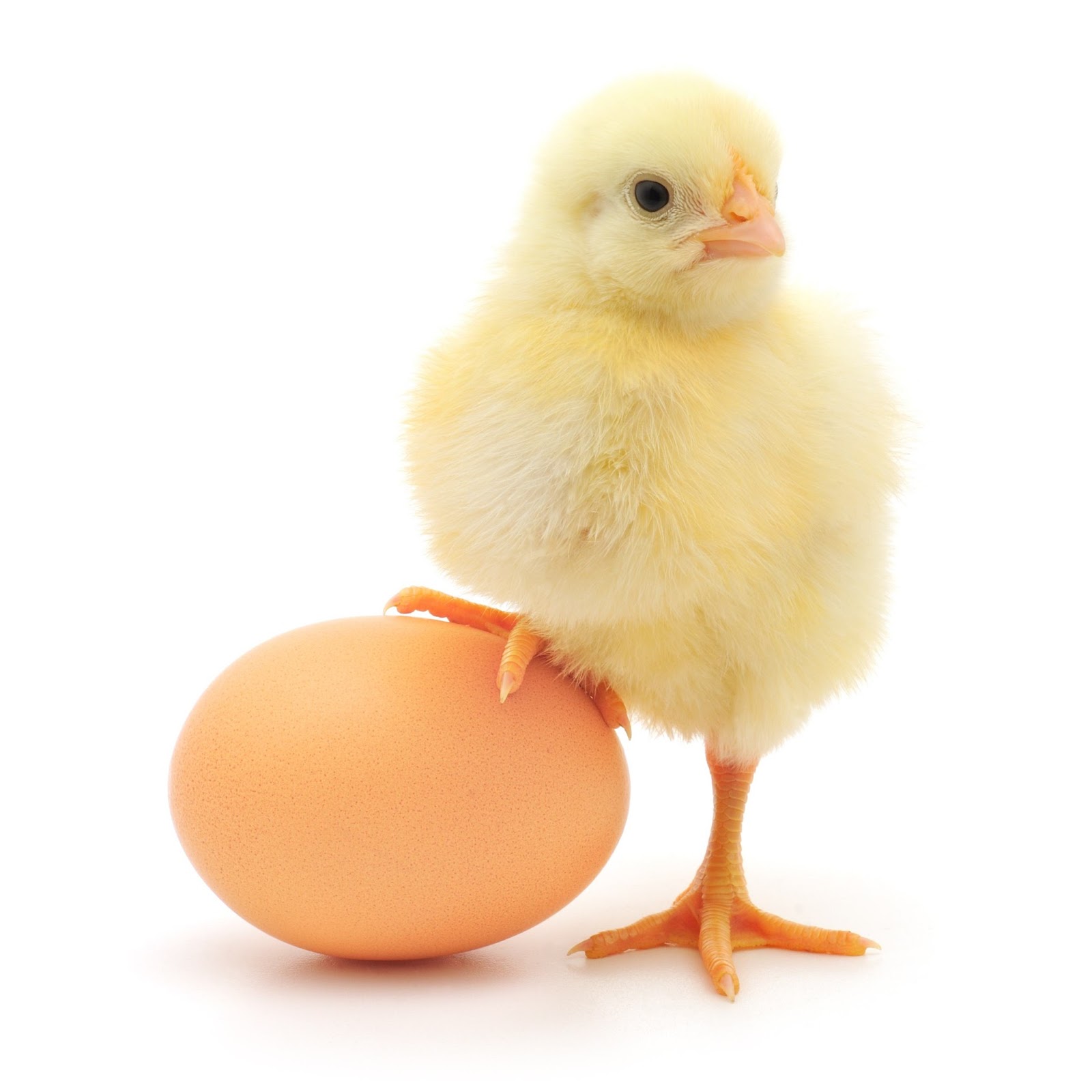 Pain With Joy: Chicken or Egg? FMS or Digestive Trouble?