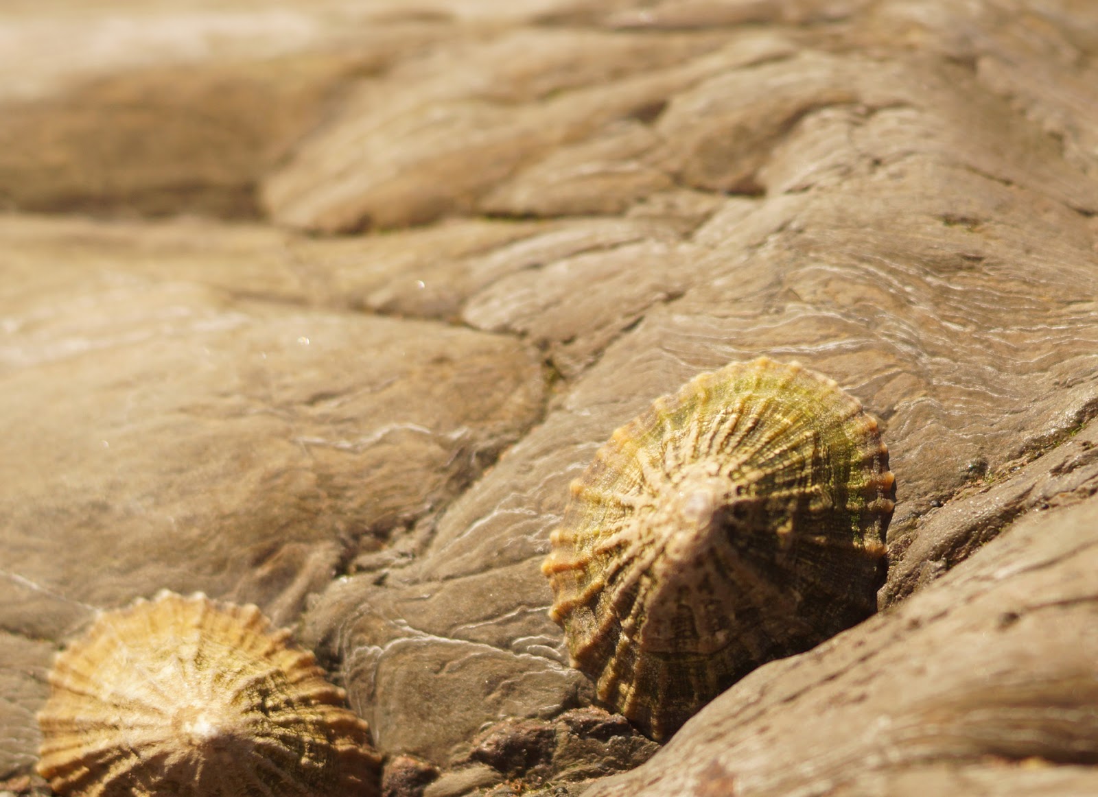 Wembury Point and the Great Mewstone - Sophie in the Sticks